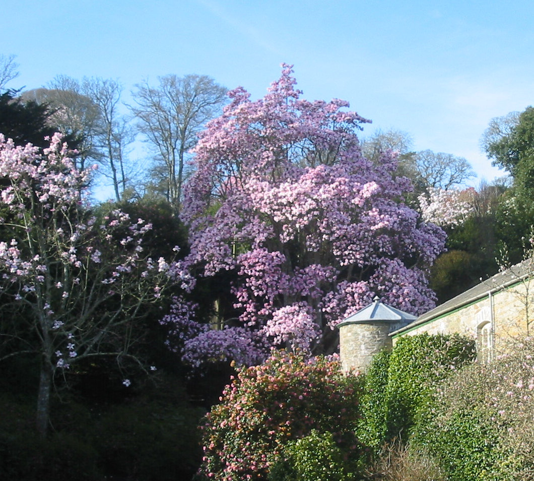 From merchanting to gardening: the Williams dynasty of Caerhays ...